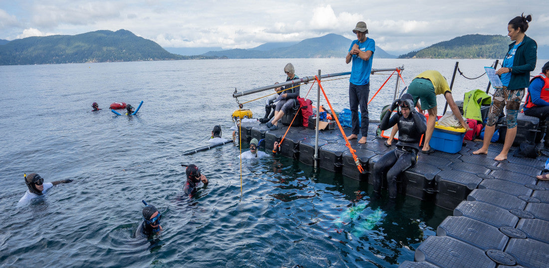 Is Freediving in Vancouver BC Worth It? | Diving Sports Canada | Vancouver