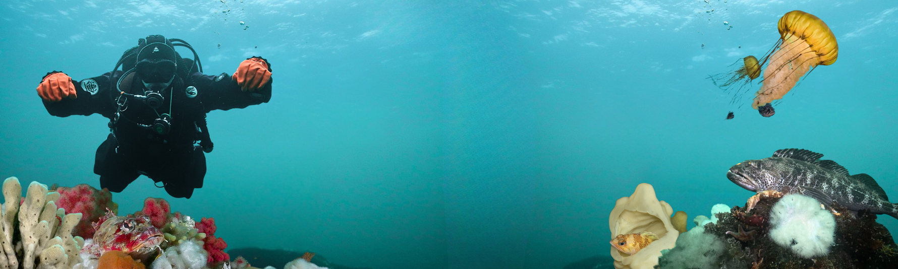 Diving Sports | Dive Shop Vancouver | Learn To Dive | Dive Gear